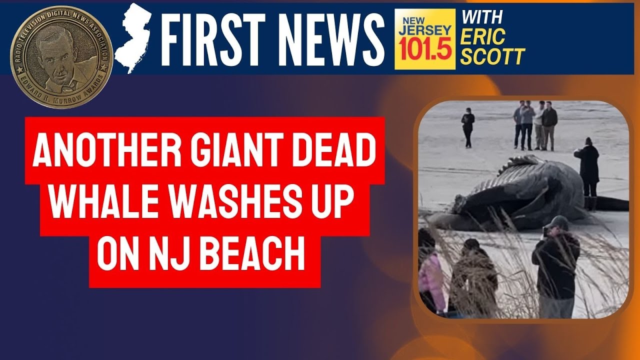 Ewww. Giant dead whale cut up and buried in NJ - YouTube