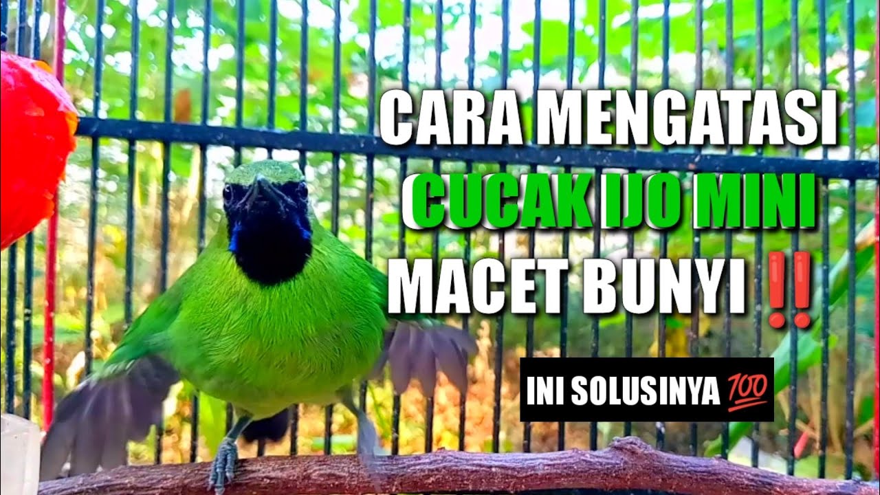 Cara Merawat Cucak Ijo Mini Agar Cepat Rajin Bunyi Dan Gacor - YouTube