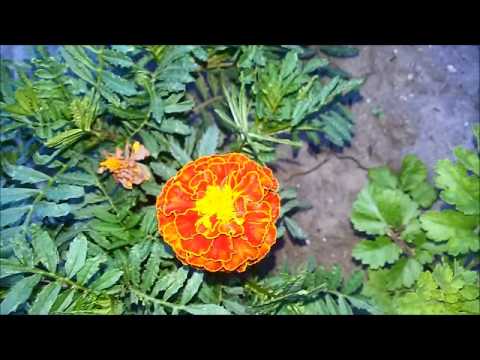 over 50 life insurance4\967 - YouTube