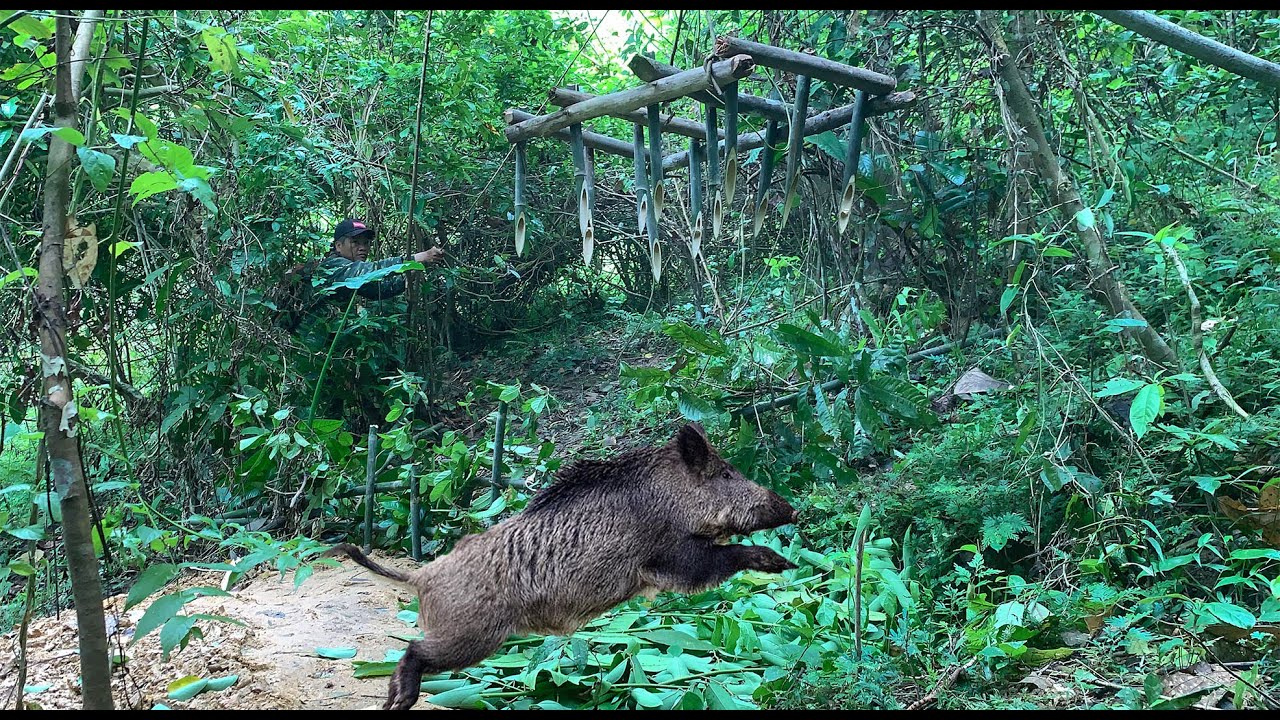 Dig a Hole Set Trap Skill Trap Wild Boars With Basic Traps Survival ...