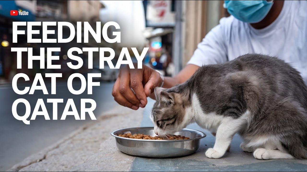 A Day of Love: Feeding the Stray Cats of 🇶🇦 Qatar - YouTube