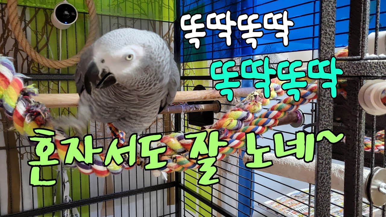 엄마,아빠가 외출하면 똘이는 혼자서 뭘 할까요?~[연구대상똘이] African gray parrot Papago parrot ...