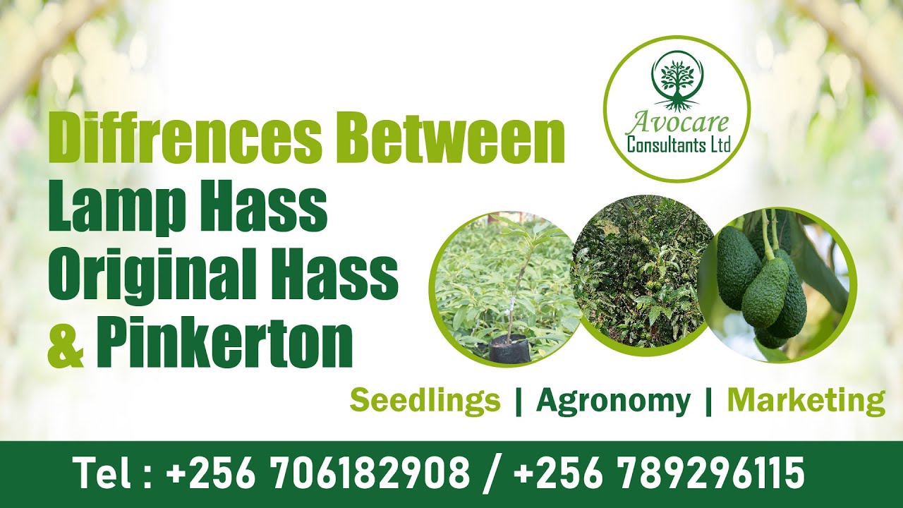 Differences between Lamb Hass, Original Hass and Pinkerton - YouTube