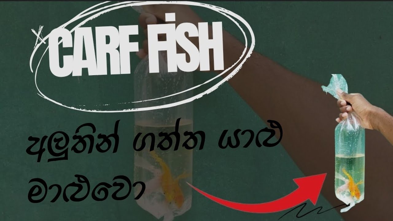 pond එකට ගත්ත carf මාළු ටික|new carf fish - YouTube