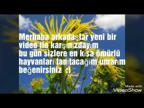 En kısa ömürlü hayvanlar ( Alt yazılı )
