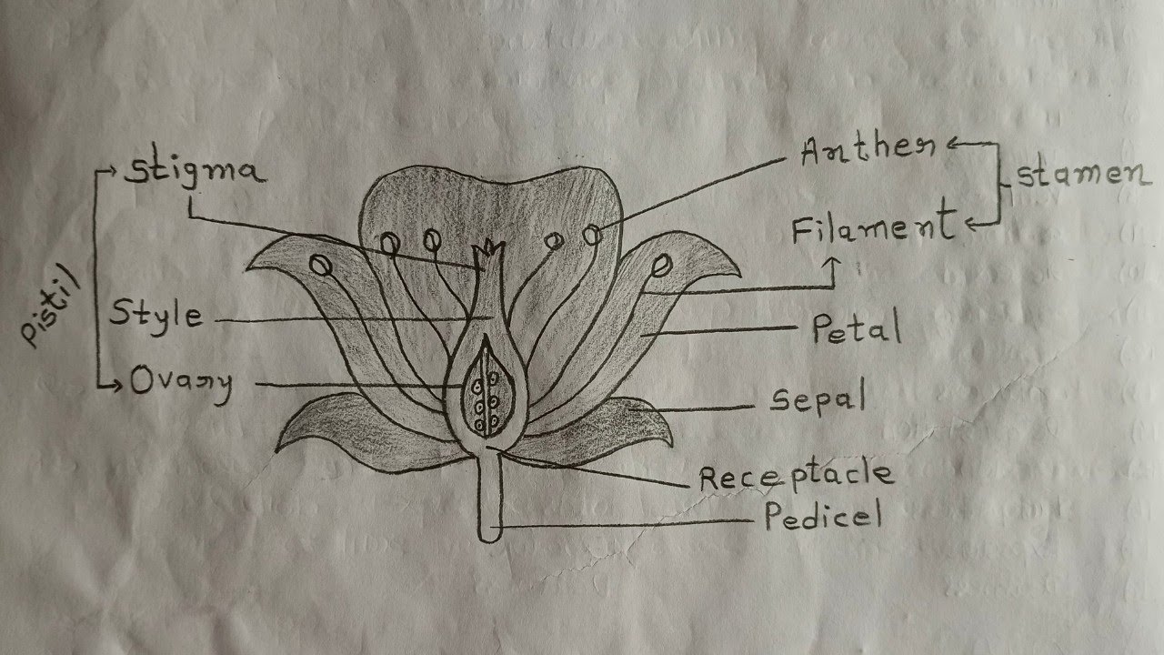 How to Draw longitudinal section of Flower | Parts of Flowers ...