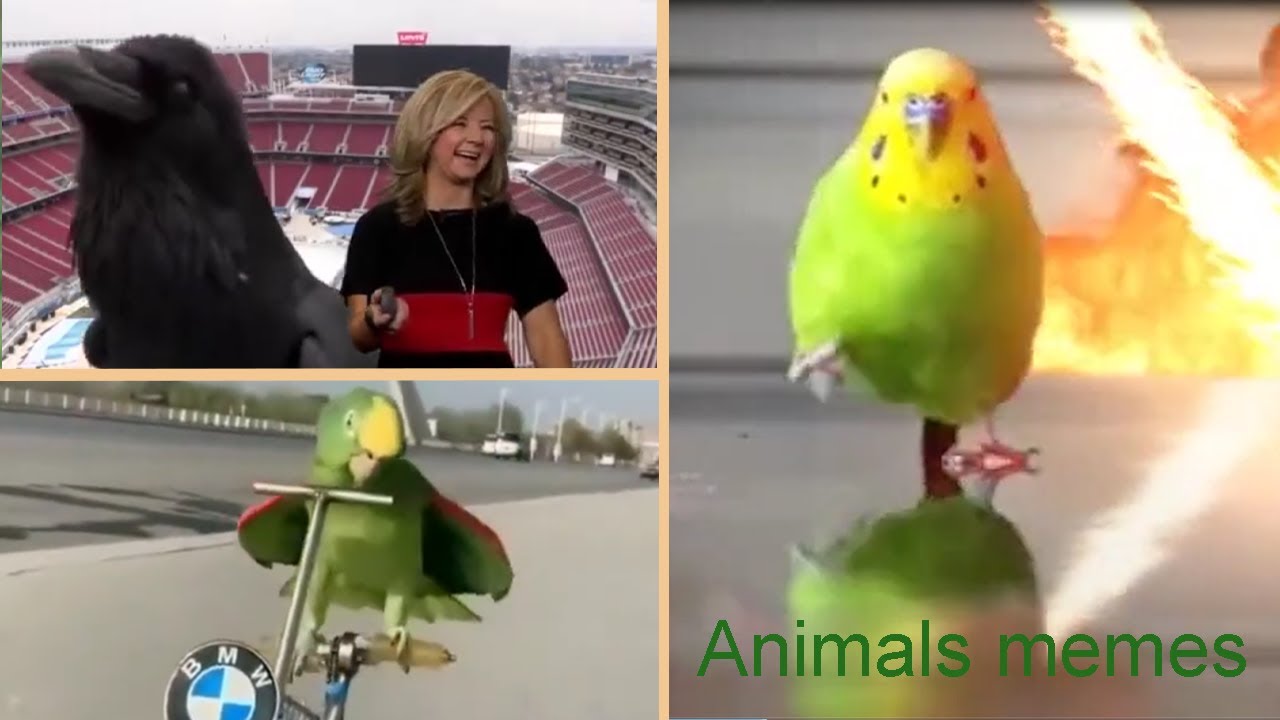 Funny Animals Memes 🤣 Funny Animals Videos Compilation 🤣 Try not Laugh ...