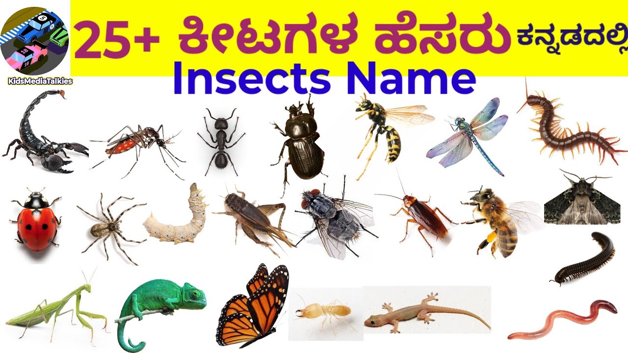 25+ Insects Name|| ಕೀಟಗಳ ಹೆಸರು @KidsMediaTalkies #insects # ...
