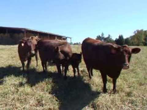 Red Poll cattle - YouTube