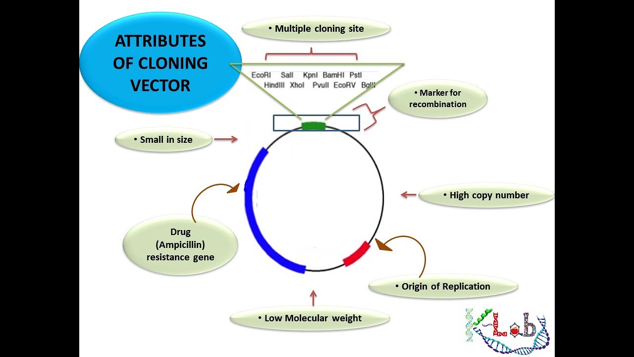 Gene Cloning Part 1- Attributes of a cloning vector - YouTube