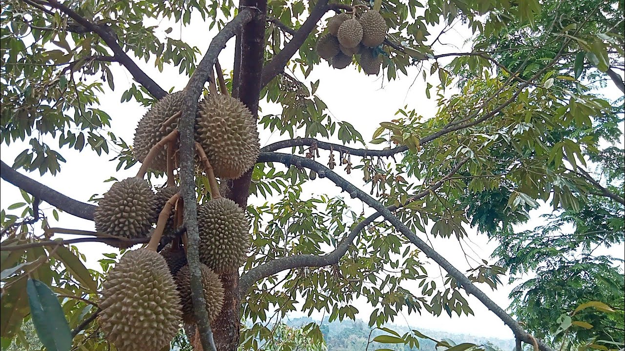 MUSANG KING Pohon pendek buah mengerombol disetiap batangnya, siap ...