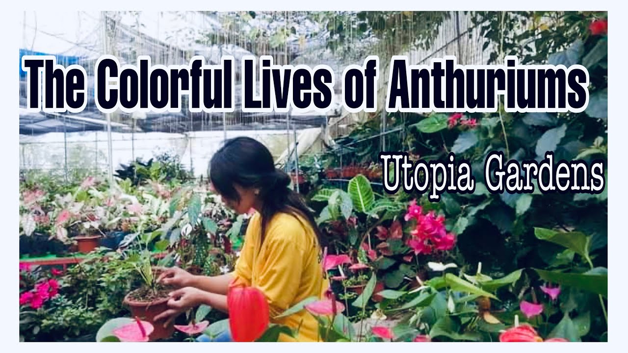 Utopia Gardens - The Colorful Lives of Anthuriums (Flamingo Flower ...