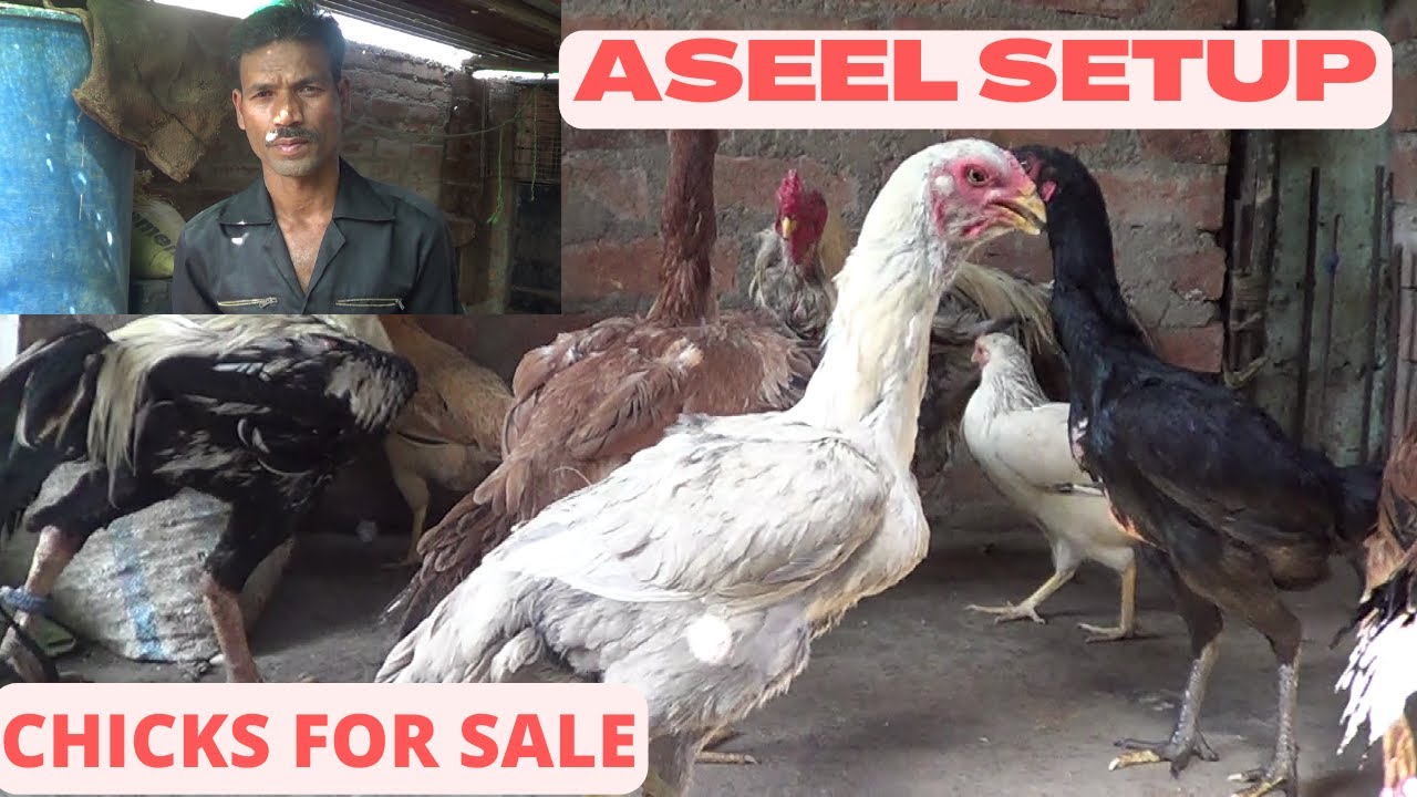Aseel Farm Rafique bhai ka | Aseel Setup in India | Chicks | Pets Vlog ...