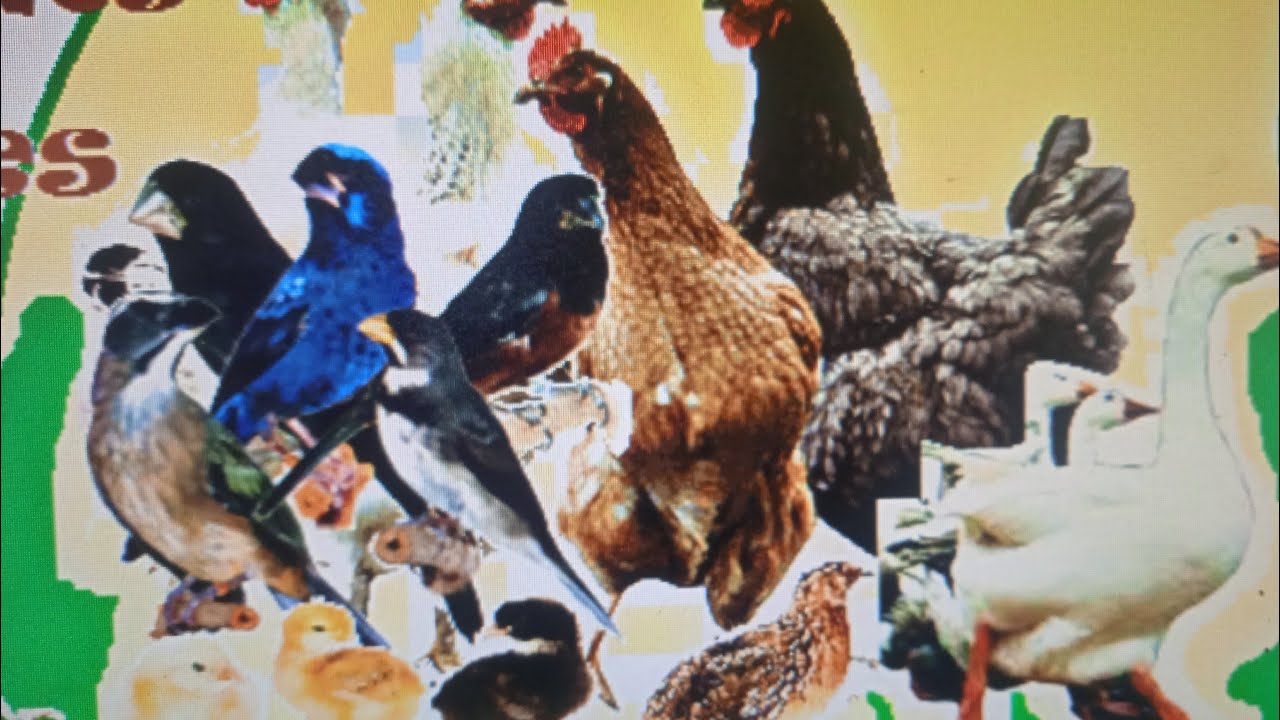 Grupo Whatsapp sobre Galinhas e Aves - PB BICHO DE PENA - PB - YouTube
