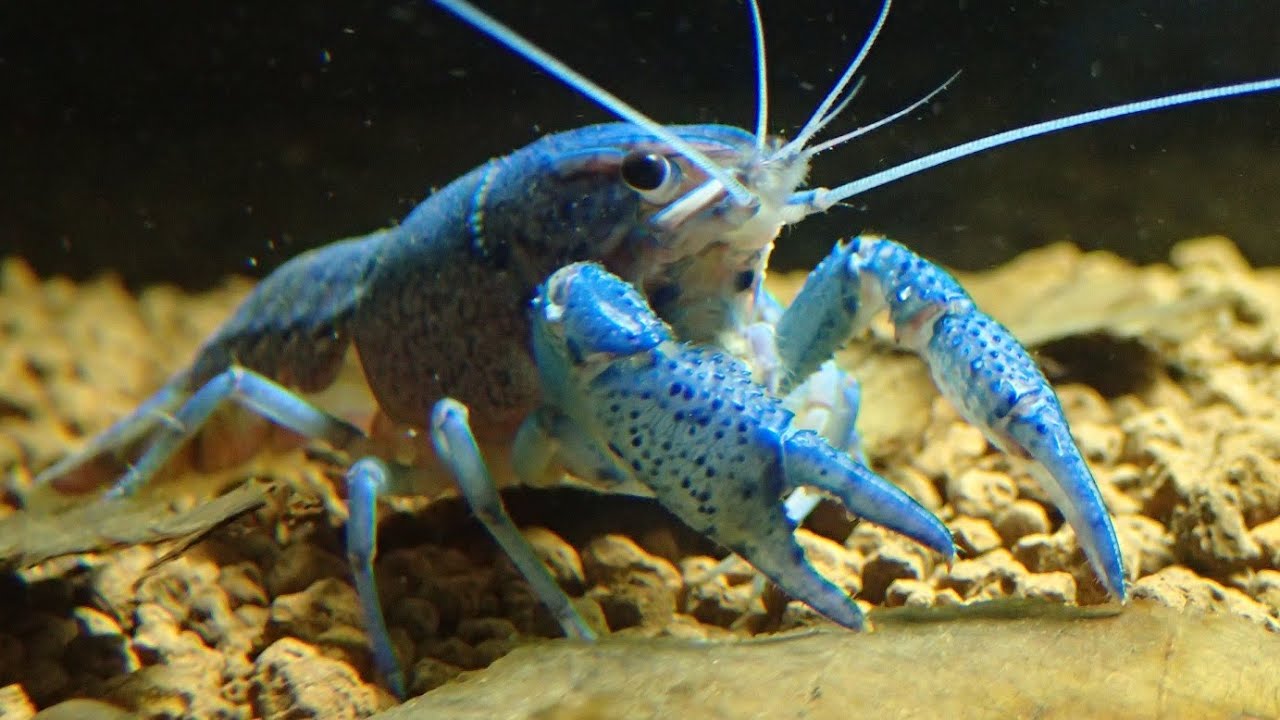 Procambarus Alleni Blue: Seguimiento en el acuario - YouTube