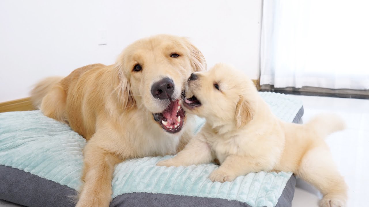 Golden Retriever is Driven Crazy by Naughty Puppy - YouTube