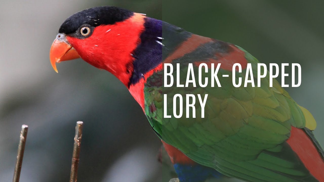Black Capped Lory (Lorius Lory) - YouTube