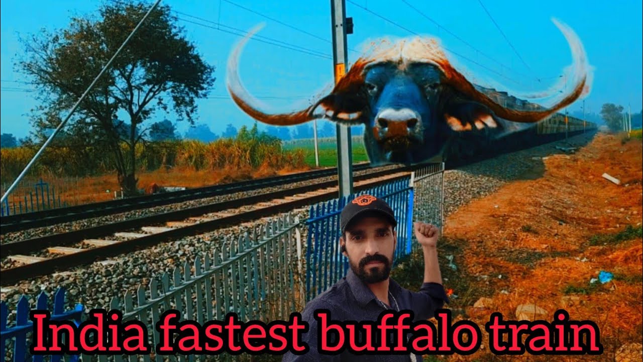 Viral Dangerous MAD Buffalo Superfast Express Furious Moving Throughout ...