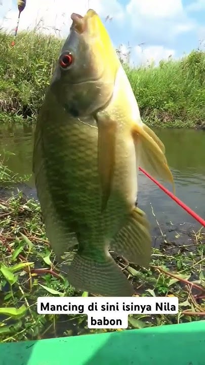 Mancing di sini isinya nila babon - YouTube