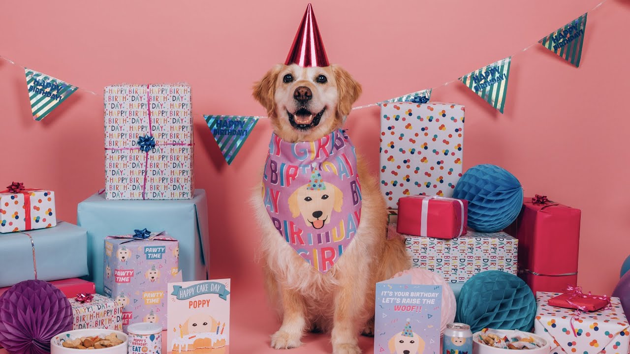 We threw our office dog Poppy a birthday party | yappy.com - YouTube