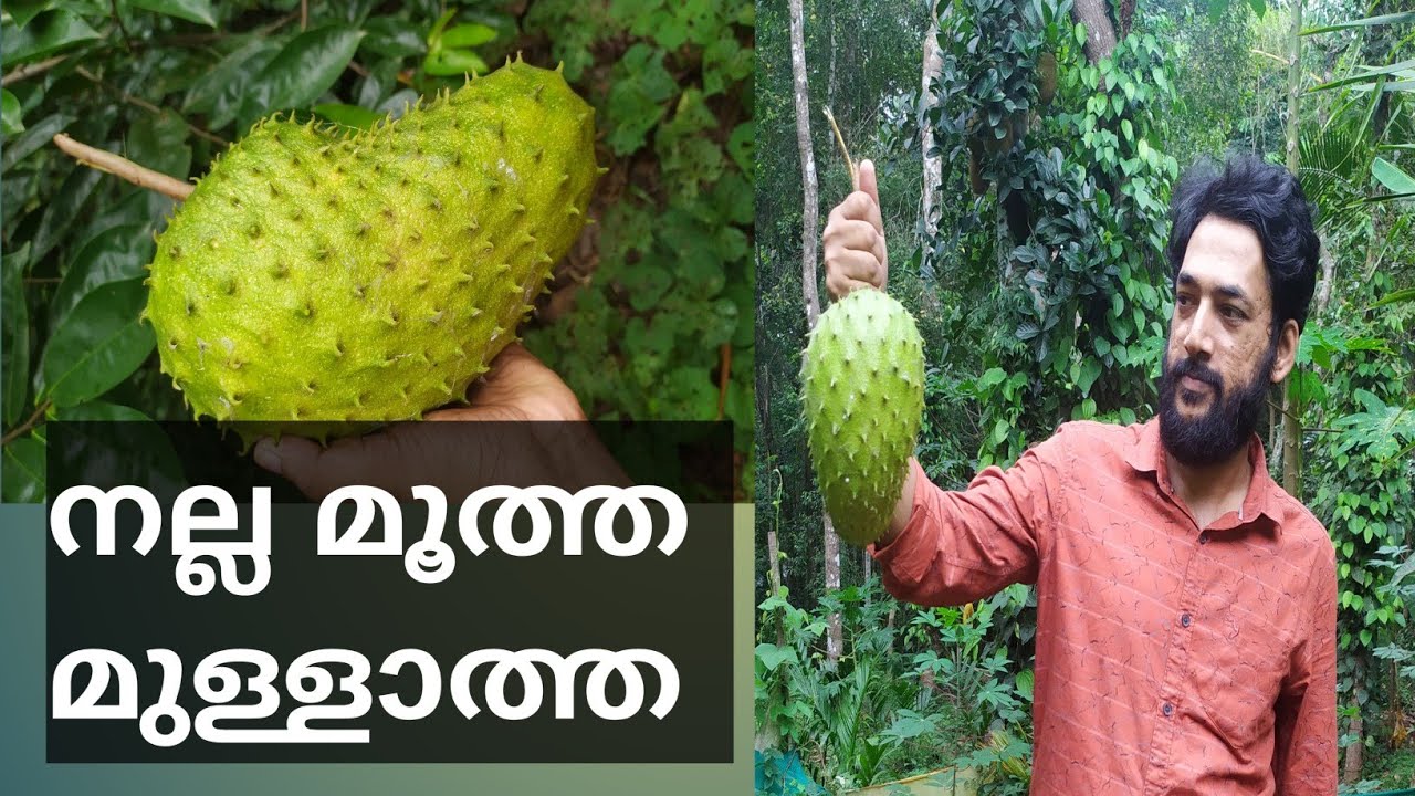 മുള്ളാത്ത/മുള്ളൻ ചക്ക/Soursop Fruit/വീട്ടുവളപ്പിലെ മുള്ളാത്ത മരം ...