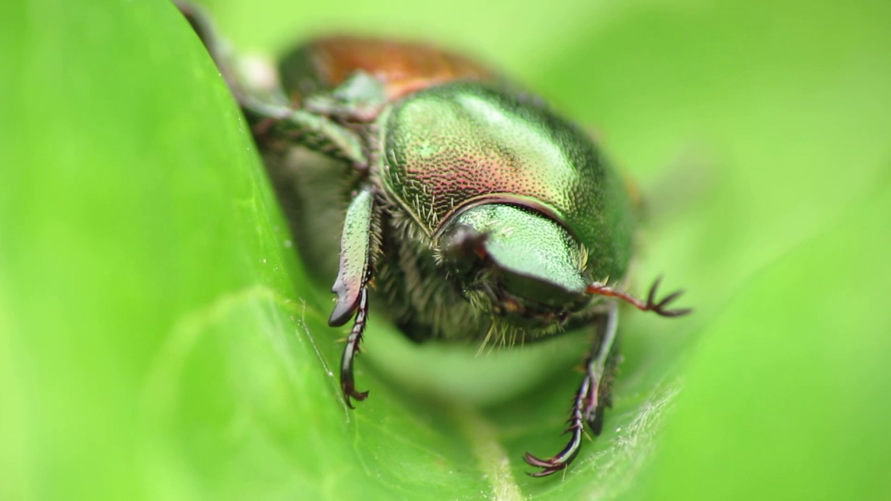 [Japanese Beetle] How to Take Super Close Up Macro Photos [Canon ...