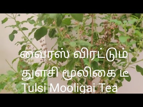 துளசி மூலிகை டீ தயாரிப்பது எப்படி?/How to Make Tulsi Mooligai Tea ...