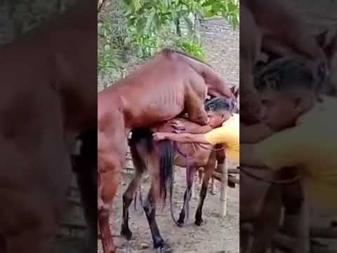 #reels proses kawin alami Kuda