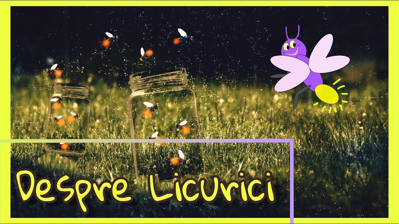 Lumea Magica a Licuricilor | Despre Licurici | Curiozitati despre ...