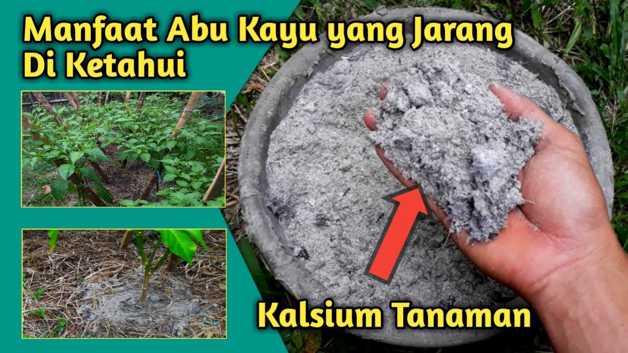 Pemupukan Calsium Untuk Tanaman Cabe dari Abu Kayu - YouTube