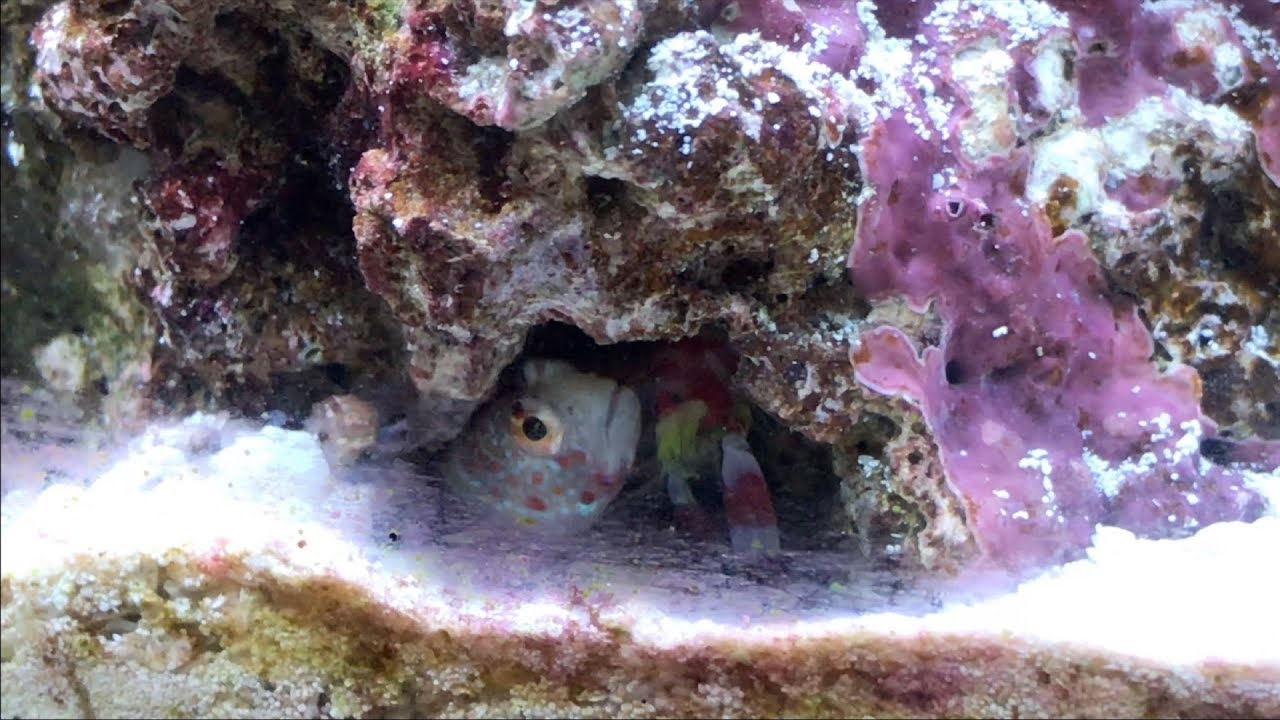 Wheeler Goby and Pistol Shrimp 4K - YouTube