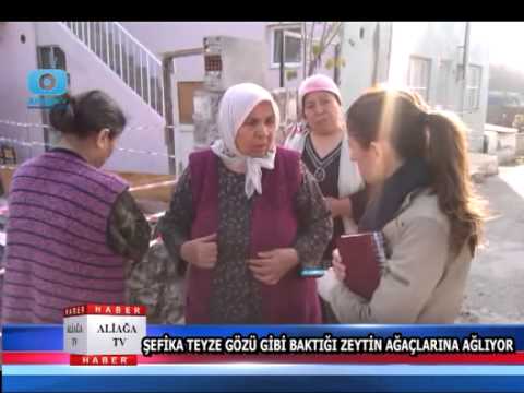 ŞEFİKA TEYZE GÖZÜ GİBİ BAKTIĞI ZEYTİN AĞAÇLARINA AĞLIYOR.mpg