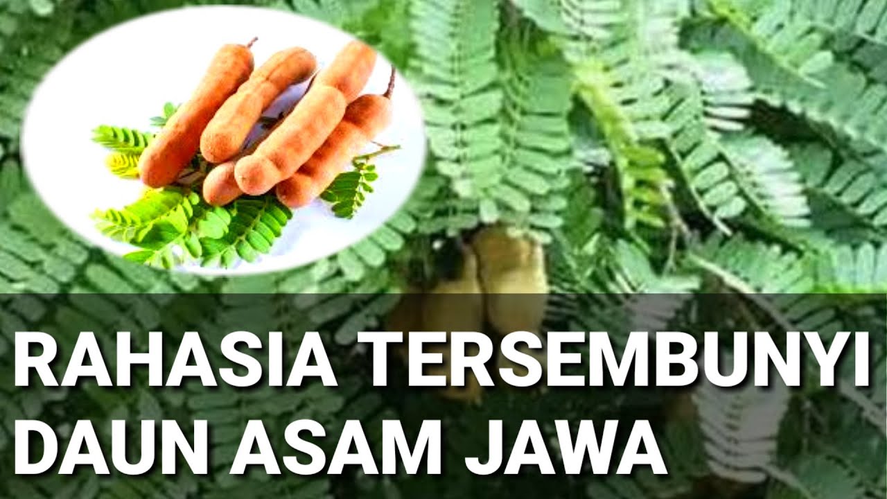 Rahasia Dibalik Manfaat Daun Asem Jawa Bagi Kesehatan - YouTube