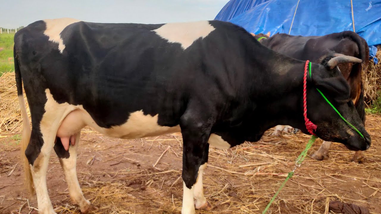 HF cow Supplier and seller mattu pannai in Tamilnadu, Kerala - YouTube