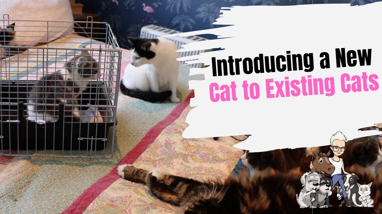 Episode 34: Introducing a New Cat to Your Existing Cat(s) - YouTube