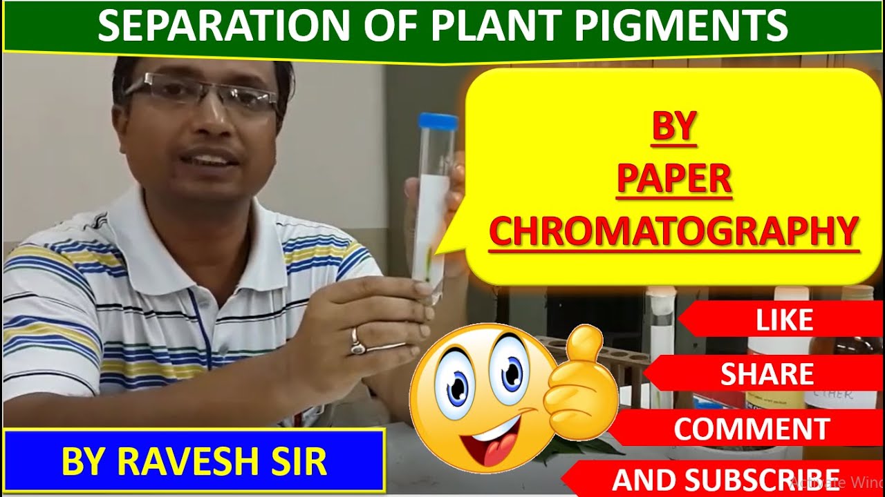 SEPARATION OF PLANT PIGMENTS BY PAPER CHROMATOGRAPHY - YouTube