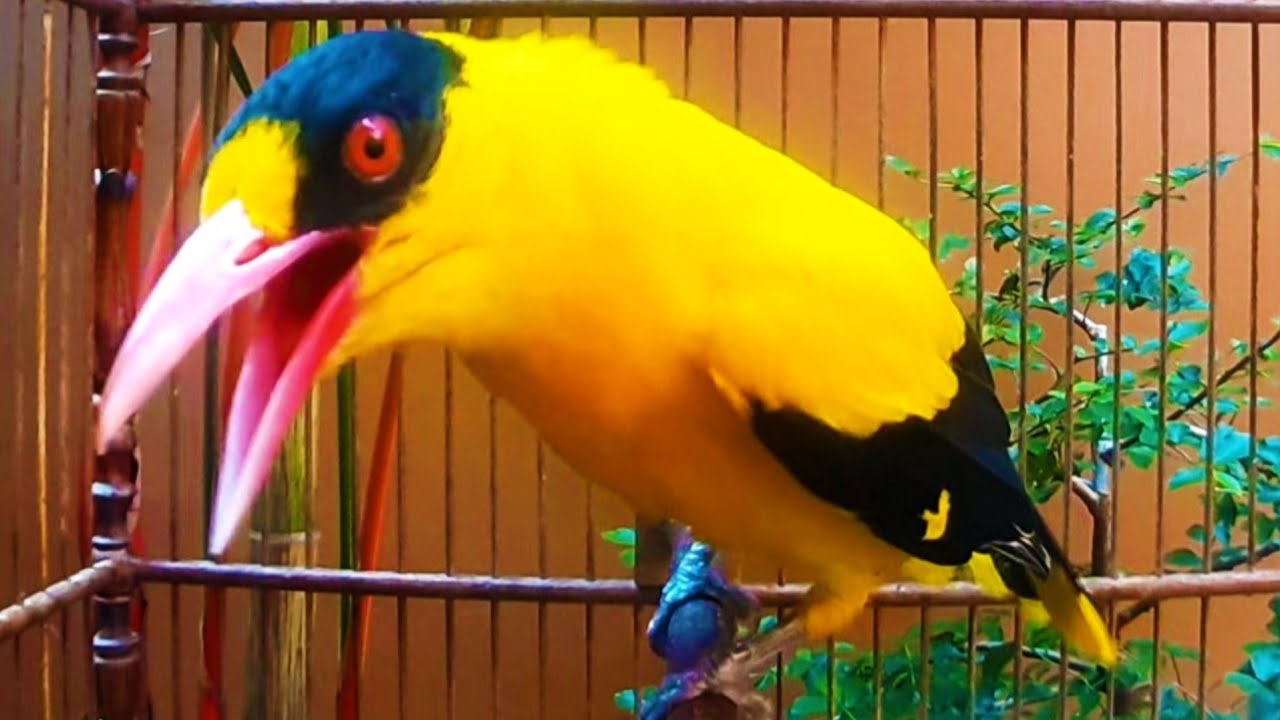 MASTERAN KEPODANG EMAS GACOR DURASI PANJANG - YouTube