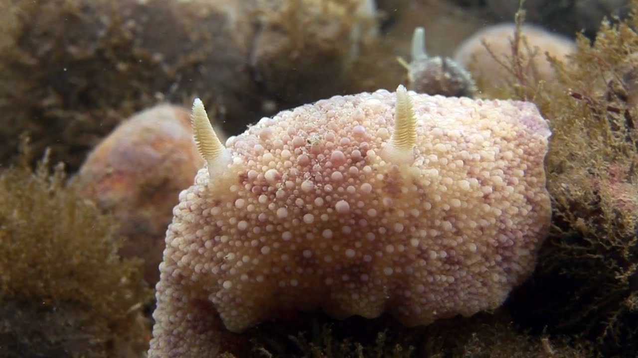 Selsey Pier May 10 HD - YouTube