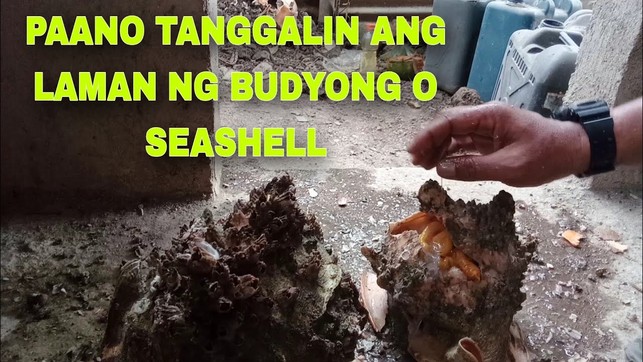 Mabilisang Paraan Kung Paano Tanggalin Ang Laman Ng Budyong O Seashell ...