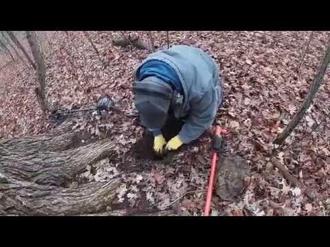 Whats buried under this 200 year old oak tree?!? - YouTube