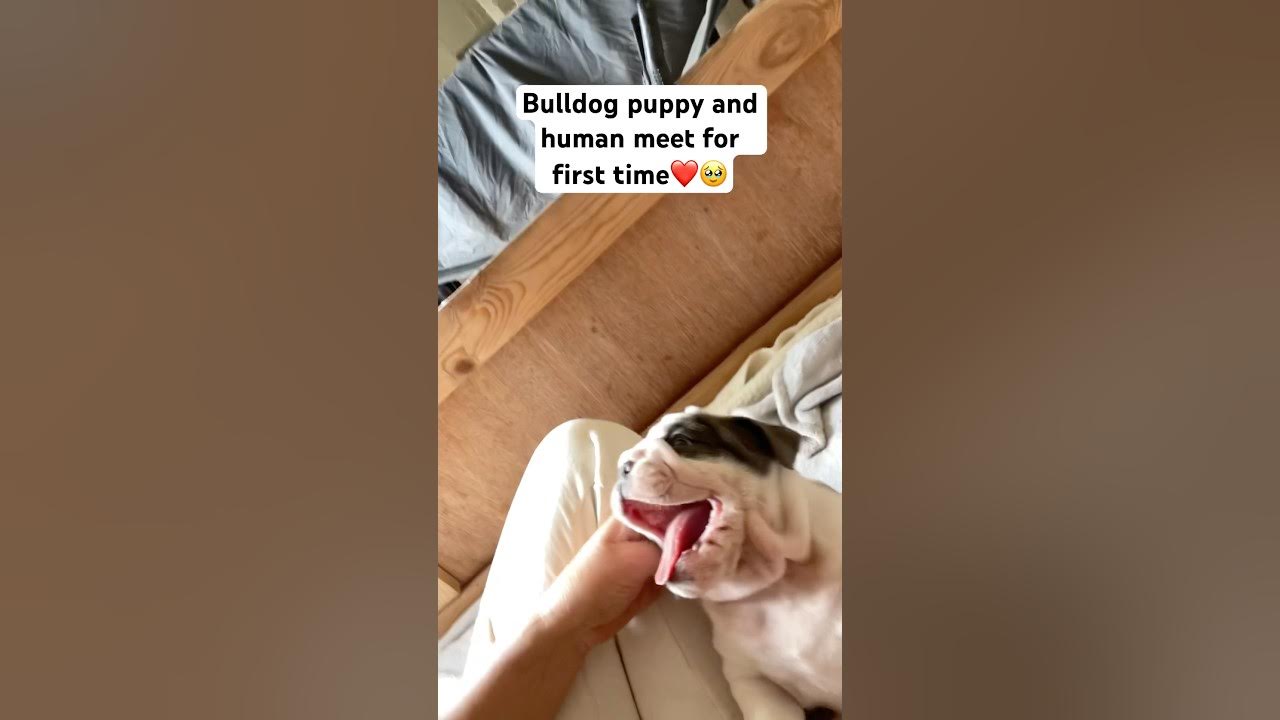 Bulldog puppy. This is my girl Turbo! She was only a baby here. 🥹 #aussiebulldog #englishbulldog ...