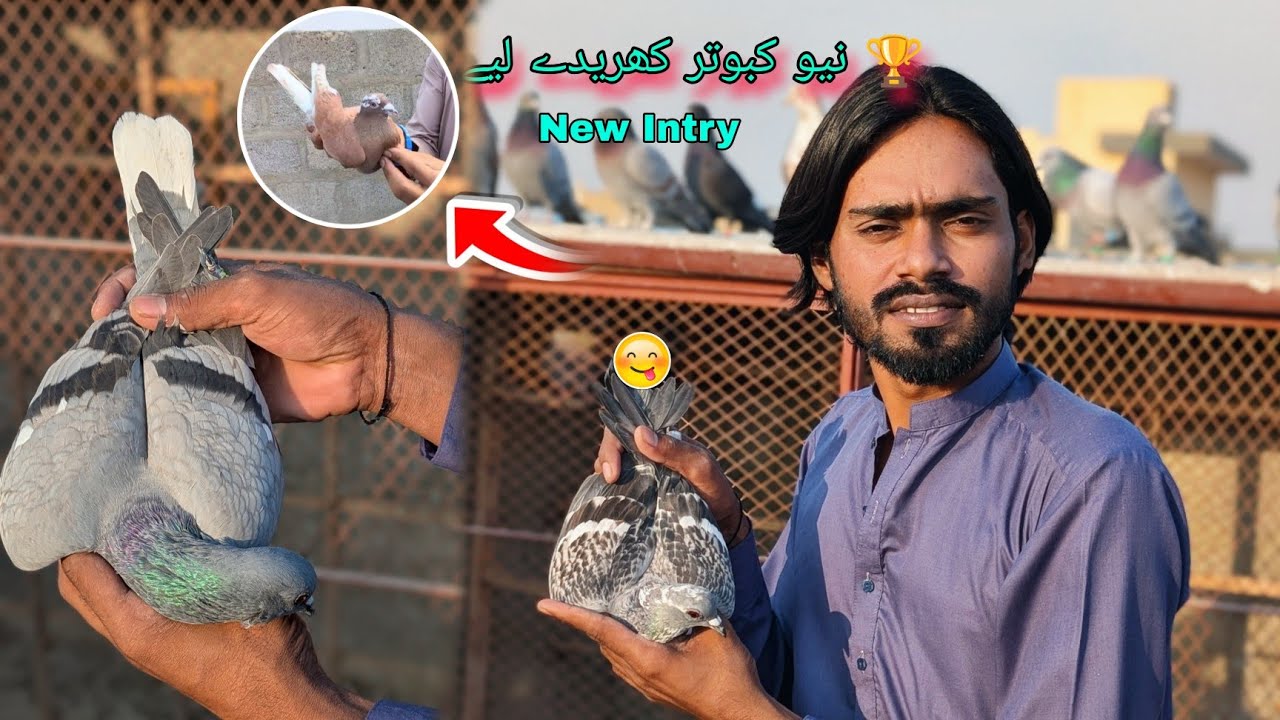 New Kabotar kharide || Rehan Azam K Kabotar 😘 Pigeon Videos || Kabotar ...