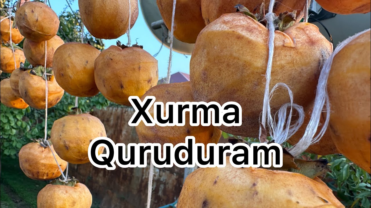 Xurma quruduram.Ən sevdiyim balıq. (I dry dates. My favorite fish ...