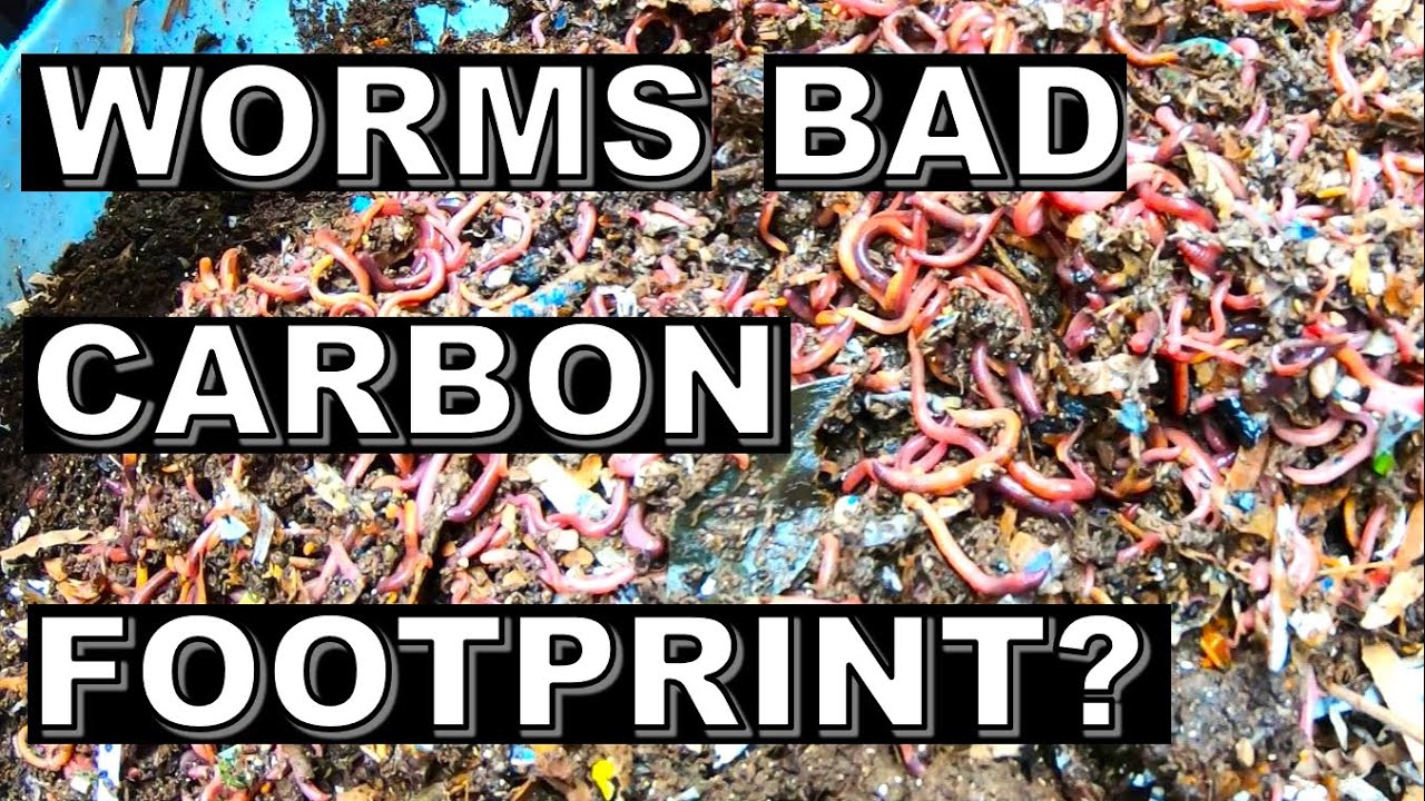 Unveiling the Environmental Danger of Worm Bins - YouTube
