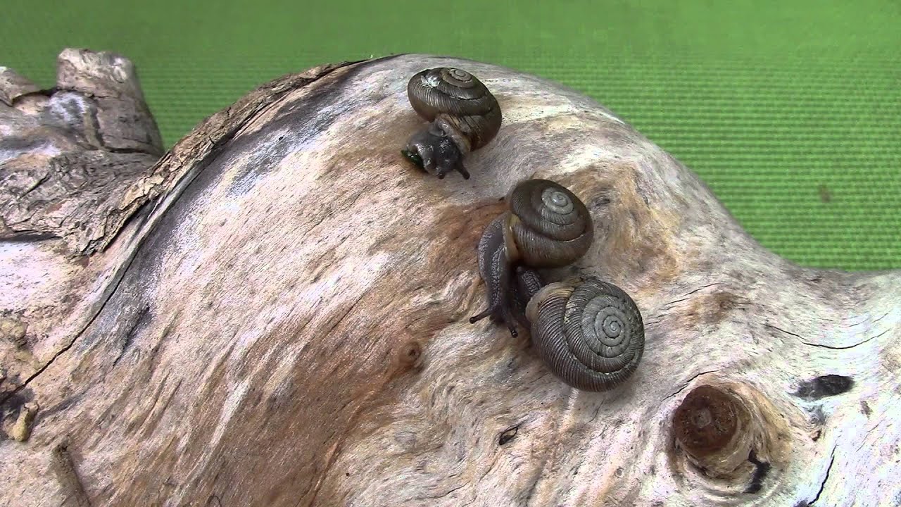 Triodopsis messana Hubricht, 1952 Pinhole Three-tooth Snail - YouTube