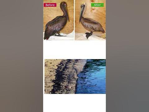 Oil Spill Lab Oceanography for Middle School students #homeeducation # ...