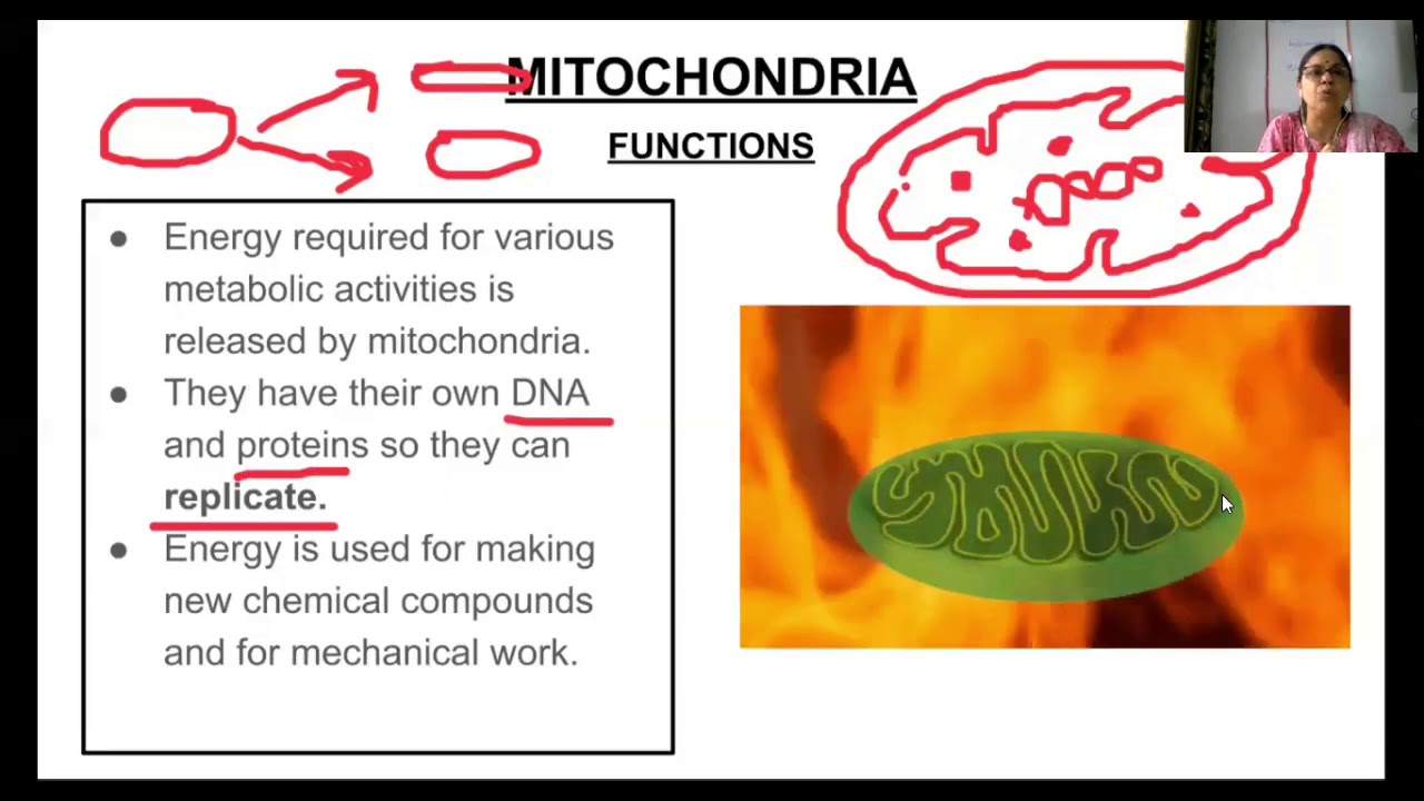 BIOLOGY | CLASS-9 | CH-5 | CELL | MITOCHONDRIA | PLASTID | CENTROSOME ...