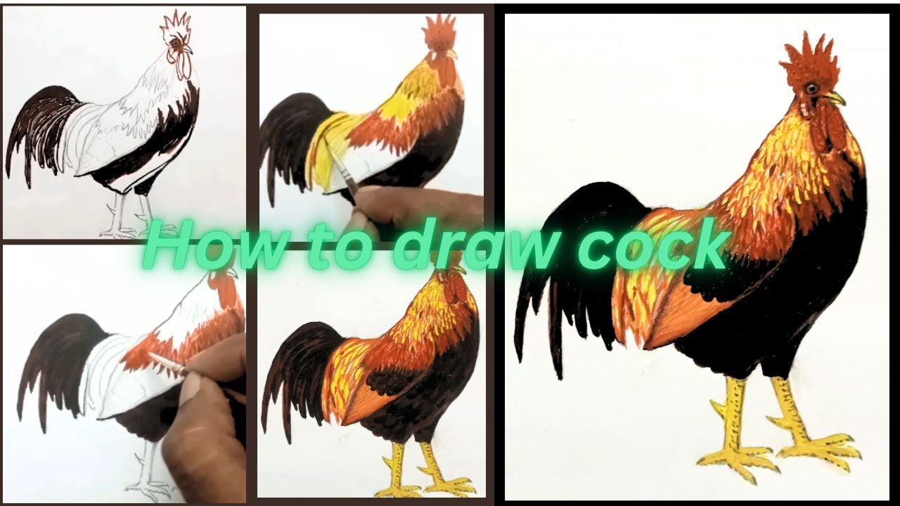 How to draw Cock - YouTube