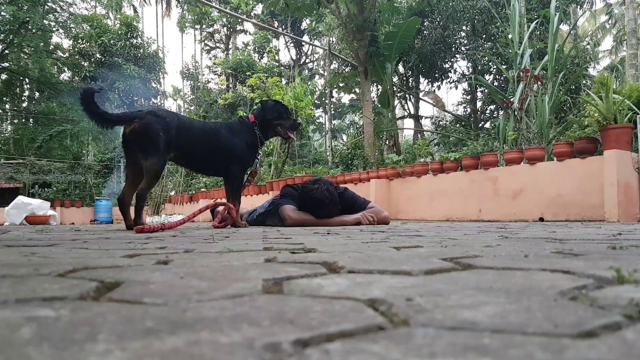 Playing dead infront of Rottweiler dog - YouTube