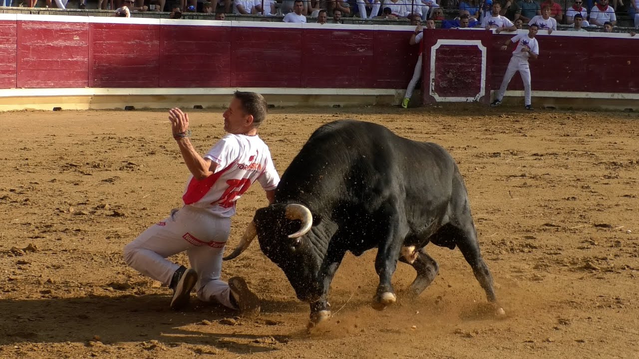 RECORTADORES CON TOROS TAFALLA 2024 - FRANCISCO GALACHE - YouTube